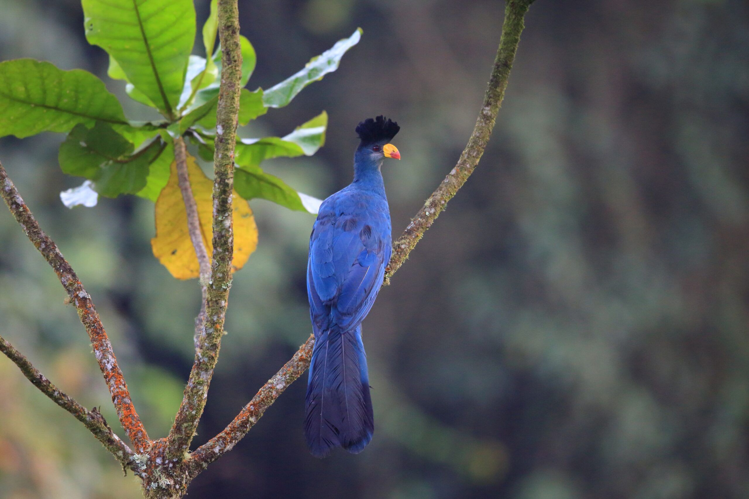 Forêt impénétrable de Bwindi – Habitat des gorilles de montagne